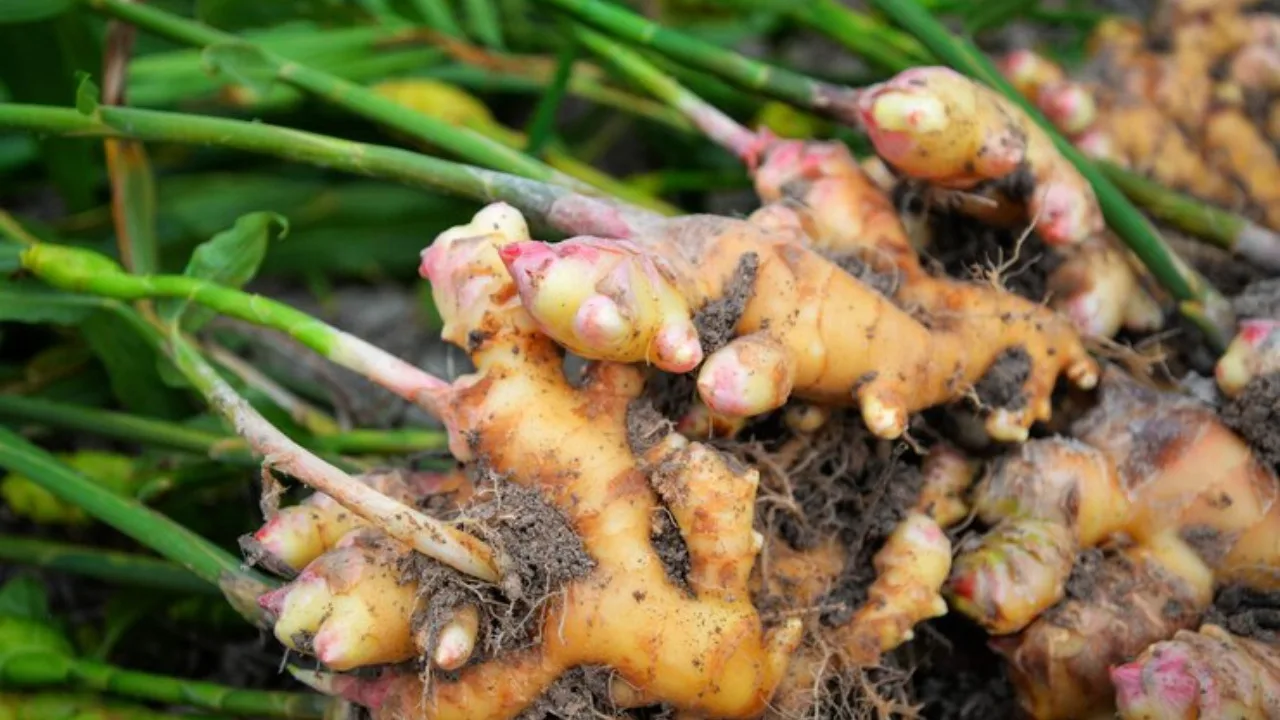 Ginger Farming: How to Grow, Setup Cost, Smart Tips & More