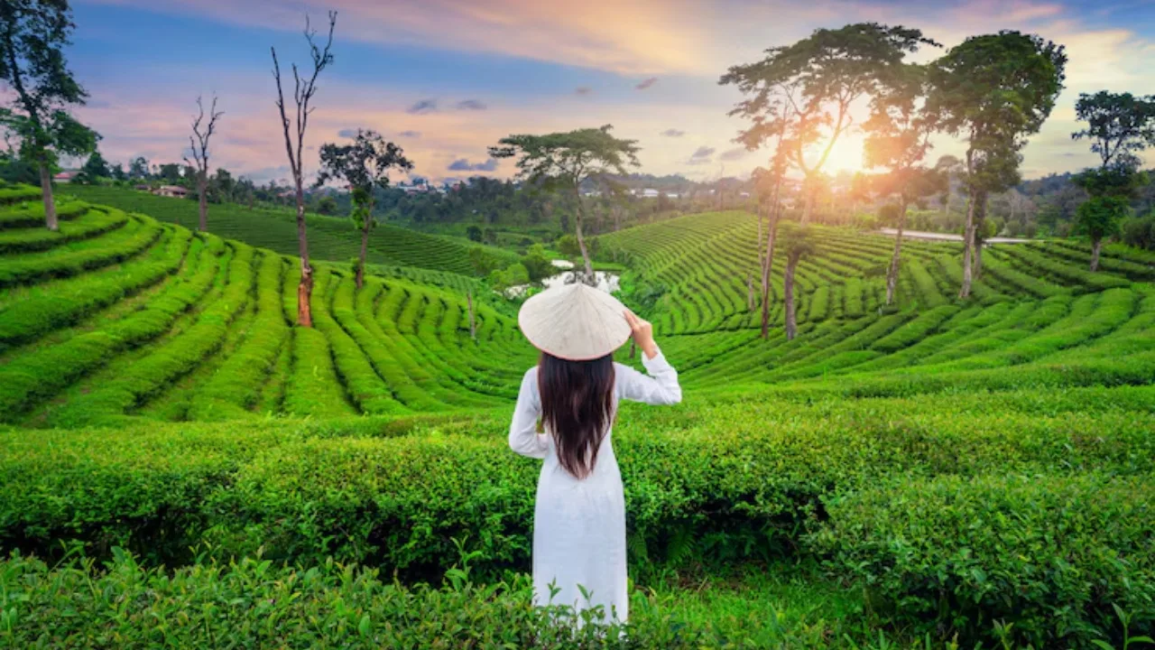 What is Plantation Farming? A Comprehensive Guide